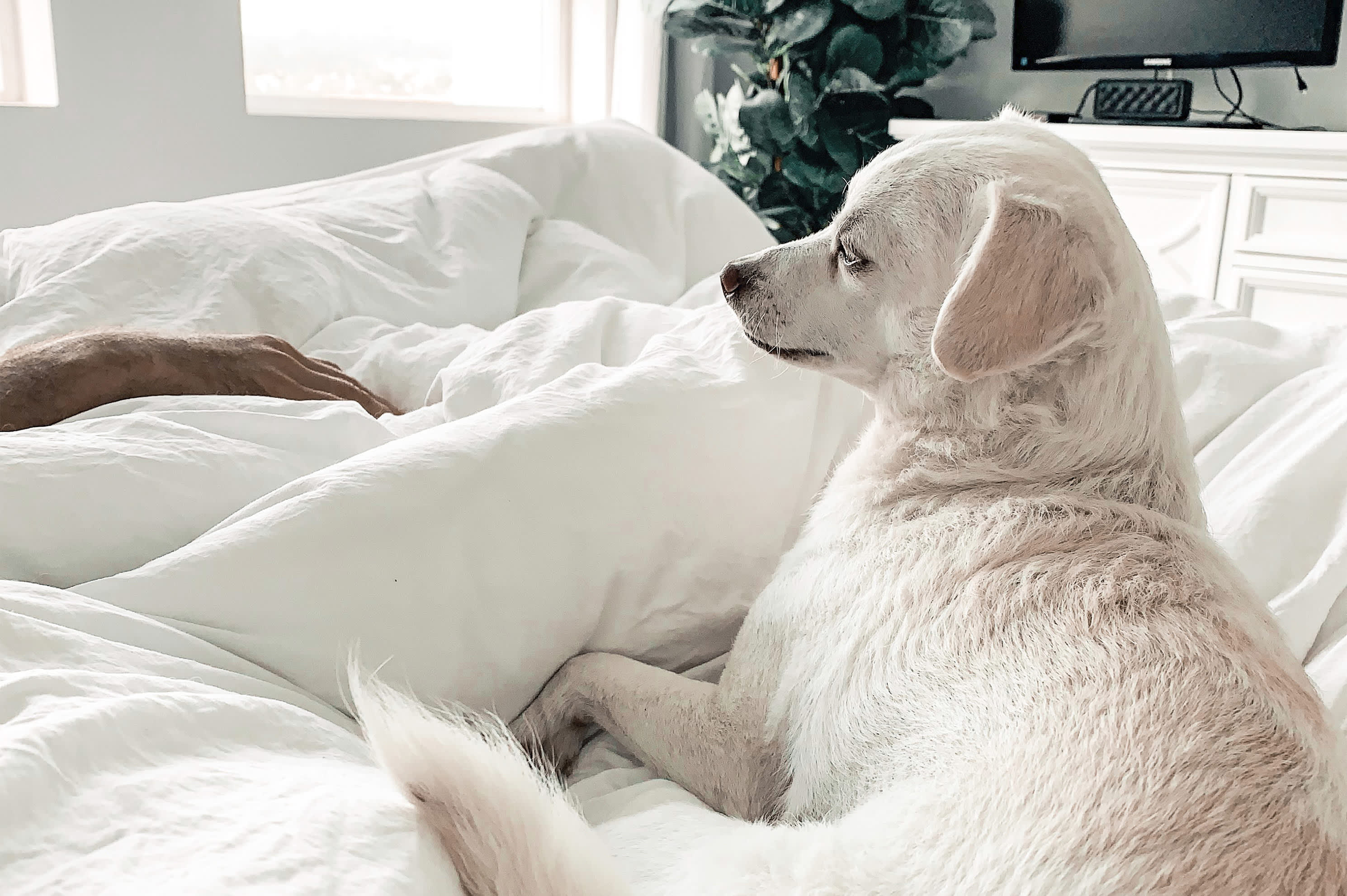 What We Can Learn about Sleep from Animals - Sleep Number